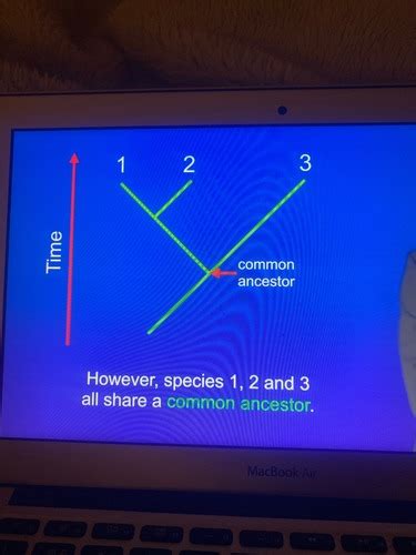 Classification Flashcards Quizlet