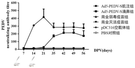 一种以腺病毒为载体的流行性腹泻病毒疫苗及其制备方法