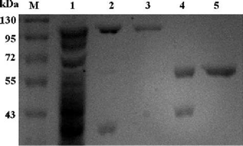 Purification Of Recombinant Abfa Lane 1 Crude Extract Lane 2