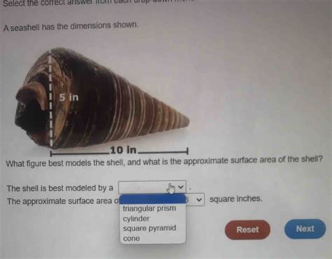Solved Select The Correct Answer From Each T A Seashell Has The