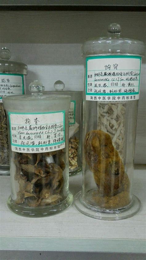 标本馆图 陕西中医药大学中药学精品在线课程网站主页 网站制作技术支持 新势力网络