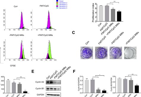 Fmtcpg Pretreated MΦ Supernatant Inhibits The Proliferation Of H1975
