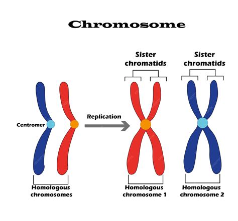 Premium Vector Difference Between Homologous Chromosomes A Pair Of