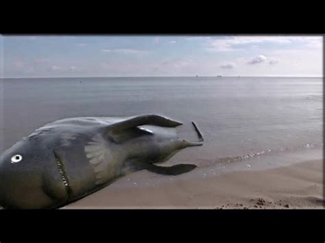 Wieloryb na plaży w Gdyni YouTube