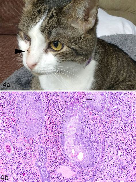 Is Canine Herpes Virus Zoonotic