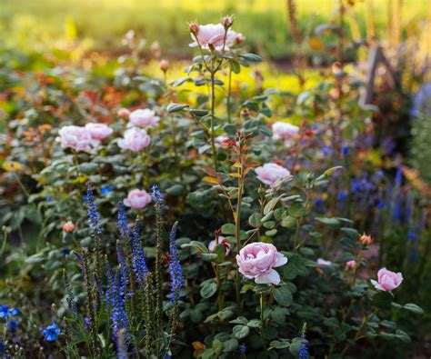 How To Grow The Queen Of Sweden Rose Like David Beckham And Where To