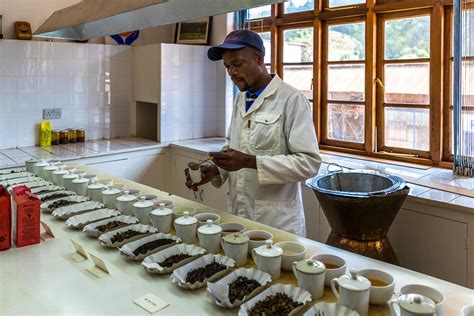 Tea Cultivation In Malawi Tellerrand Stories In English