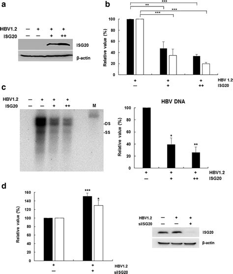 Interferon Stimulated Gene 20 Isg20 Inhibits Hepatitis B Virus Hbv