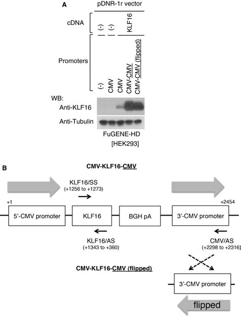 Orientation Of The 3′ Cmv Promoter Independent Gene Expression A