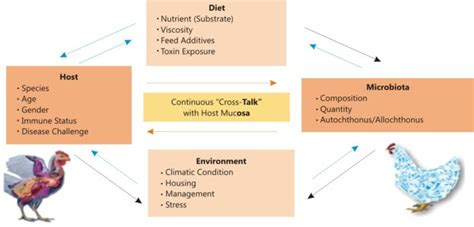 Strategies To Improve Feed Efficiency Benison Media