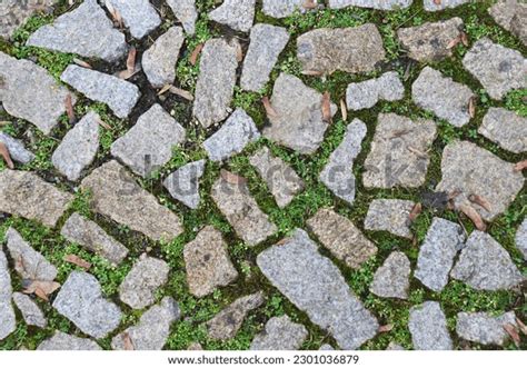 82 Imágenes De Moss Between Pavers Imágenes Fotos Y Vectores De