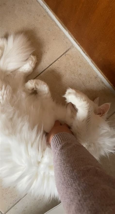 Fluffy Blep R Blep
