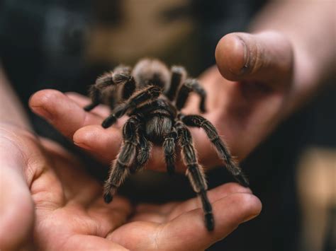 How Do You Get The Venom From A Spider Interviews Naked Scientists