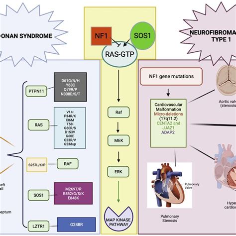 Rasmapk Pathway Gene Involvement In Ns And Nf1 Gene Variants And
