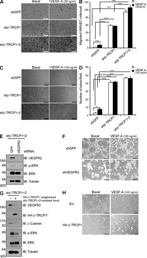 β Trcp Regulates Endothelial Cell Migration And Angiogenesis In Vitro Download Scientific