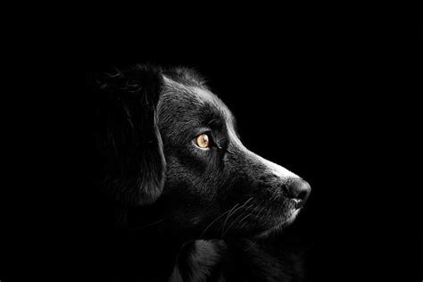 Pueden Los Perros Comer Ciruelas Pasas