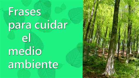 50 Frases De Reforestación Impactantes Para Carteles Y Campañas De