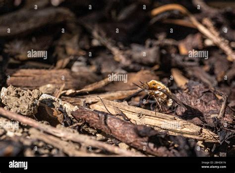 The Bee Fly Larva Feed On Ground Dwelling Bees Grubs Laying Eggs Near