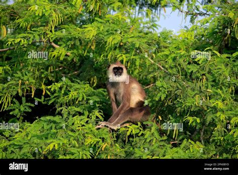 Southern Hanuman Langur Adult Male On Tree Yala Tufted Gray Langur