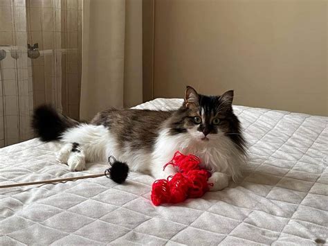 Правила счастья котов 4