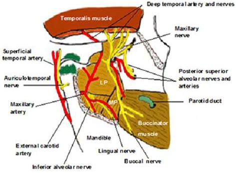 Inferior Alveolar Nerve Distribution Trigeminal Nerve Radiology