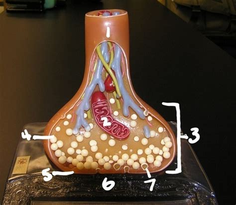 Axon Terminal Labeled W Functions Diagram Quizlet
