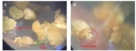 Células Totipotentes El Super Poder De Las Plantas La Biozona Blog