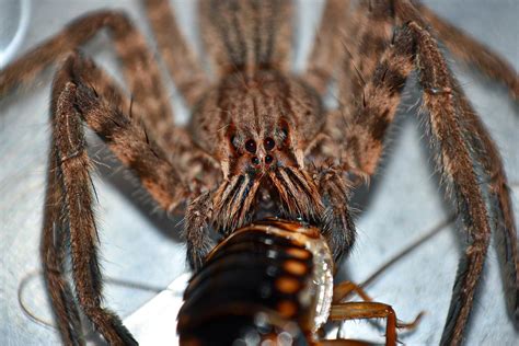 Cupiennius Salei 01 Rspiders