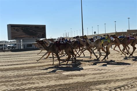 لجنة الهجن تنظم ثلاثة سباقات صيفية جريدة الوطن