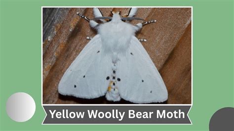 15 Types Of Tiger Moth Identification With Pictures