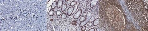 Creb Sigma Aldrich