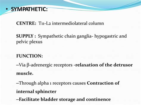 Neural Control Of Bladder Pptx