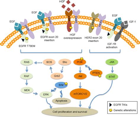 Figure 1 From Intrinsic Resistance To Egfr Tyrosine Kinase Inhibitors