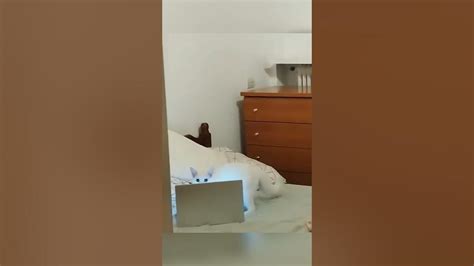 Coding Cat Funny Funnyvideo Funnyshorts Youtube