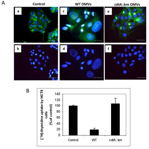 Analyses Of Biological Activities Of CDT A Cytolethal Distending