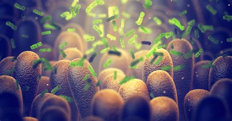Prenatal Exposure To Lead Negatively Affects The Gut Microbiome In