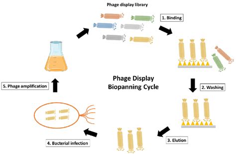 Schematic Representation Of Phage Display Biopanning Cycle The Phage