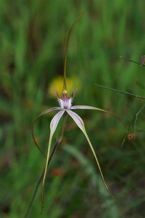 Western Australian Spider Orchid Photo By Robin Parsons