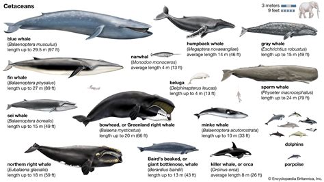 Cetacean Life Span Evolution And Characteristics Britannica