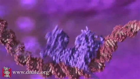 Inside Prophase Mitosis Begins With Chromosome Condensation