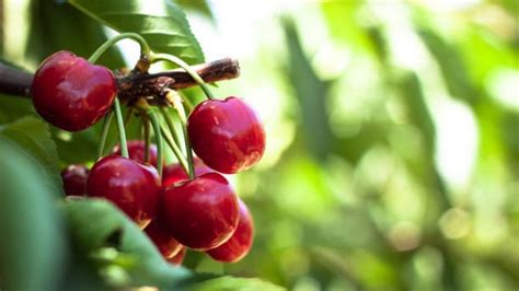 Details 48 Fertilizantes Caseros Para árboles Frutales Abzlocalmx