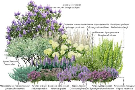 готовая композиция из растений непрерывного цветения In 2024 Hillside