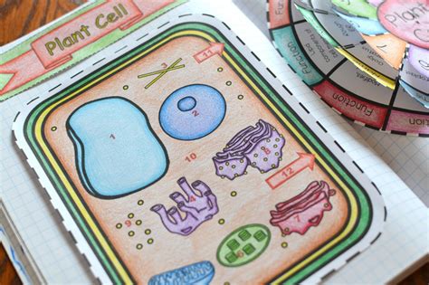 Math In Demand Plant Cell Foldable