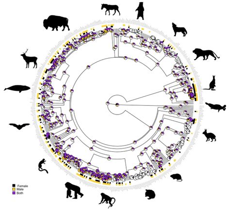 The Evolution Of Same Sex Sexual Behaviour In Mammals