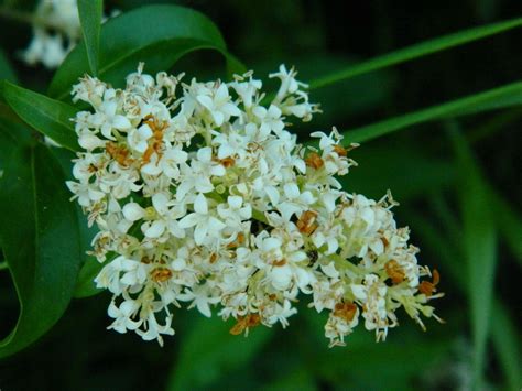 La Multi Ani Romania Un Fel De Liliac Pitic
