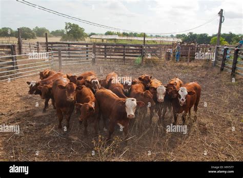 The United States Department Of Agriculture Usda In Texas Promotes Agricultural Practices