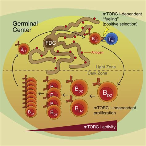 Germinal Center Selection And Affinity Maturation Require Dynamic