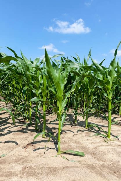 Premium Photo Young Green Immature Corn In The Field