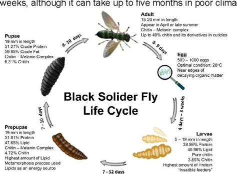 Figure 2 From Valorization Of Black Soldier Flies At Different Life