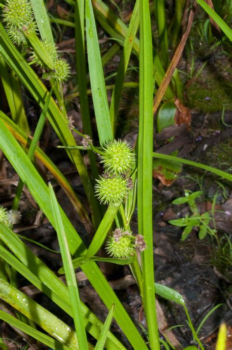 Sparganium Americanum Bur Reed